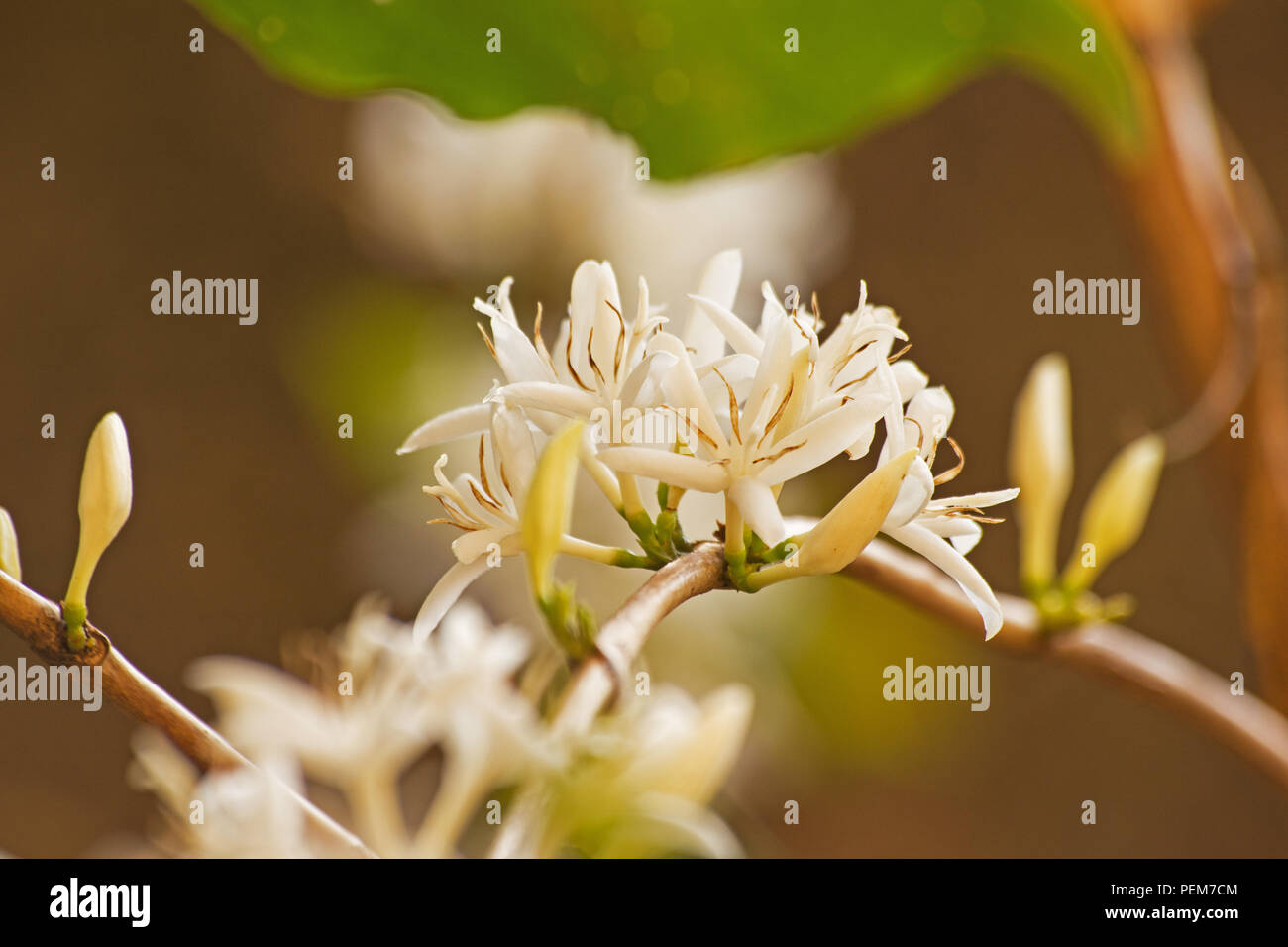 Coffea Arabica plant in flower Stock Photo - Alamy