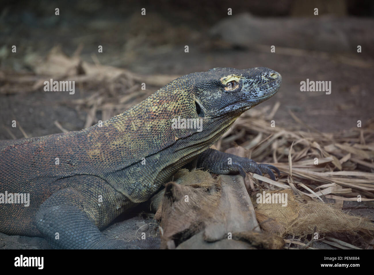 Gigantism In Animals