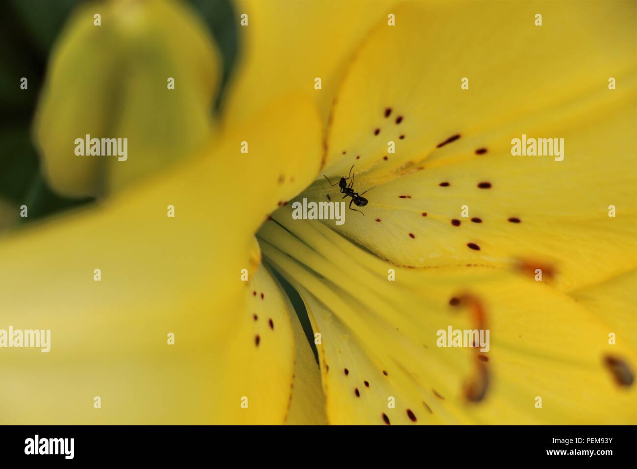 Yellow lily hi-res stock photography and images - Alamy