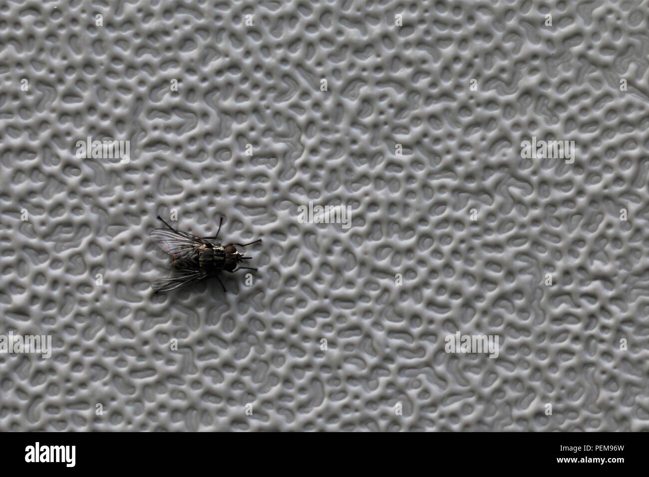 Fly On The Wall High Resolution Stock Photography and Images - Alamy