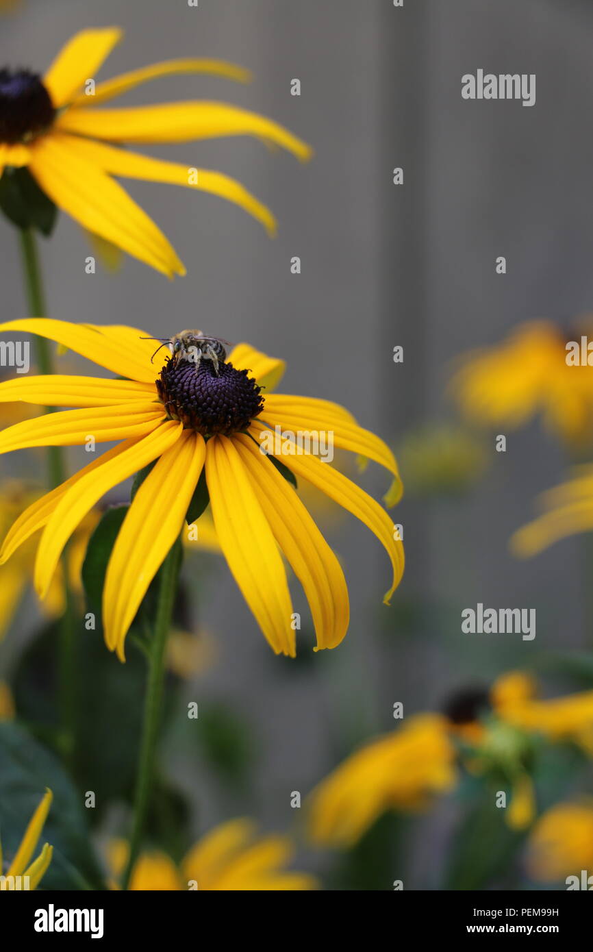 Black-eyed Susan Bee Stock Photo - Alamy