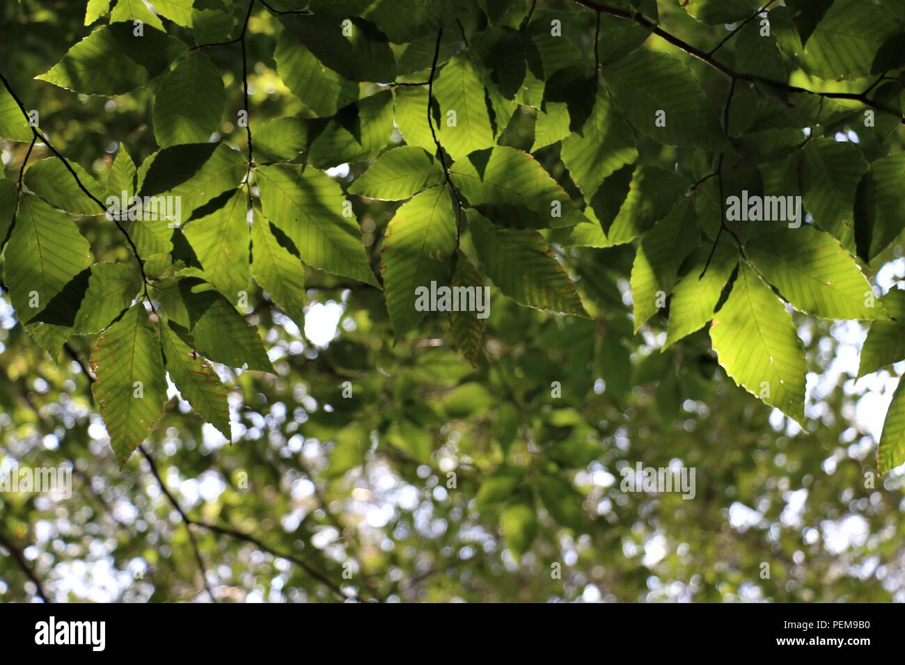 Tall Tree View Stock Photo - Alamy