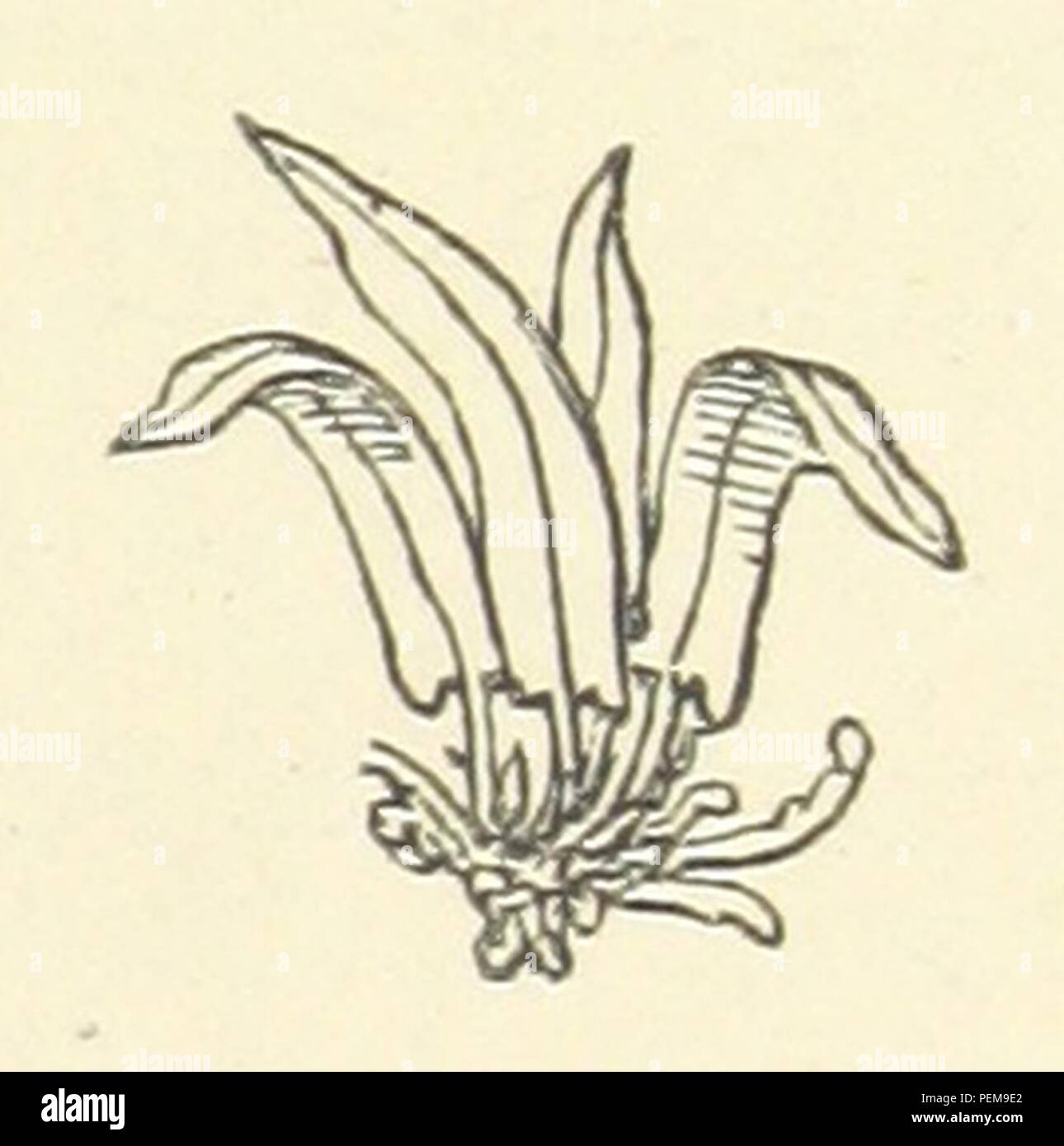 Aunt judys song book children image hi-res stock photography and images ...