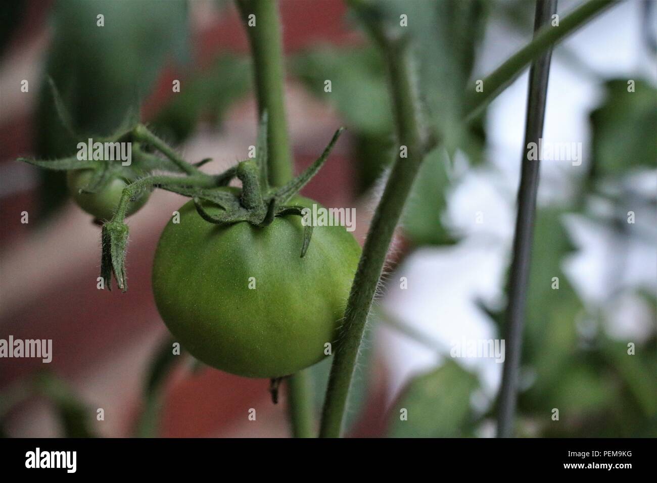 Patio tomato hi-res stock photography and images - Alamy
