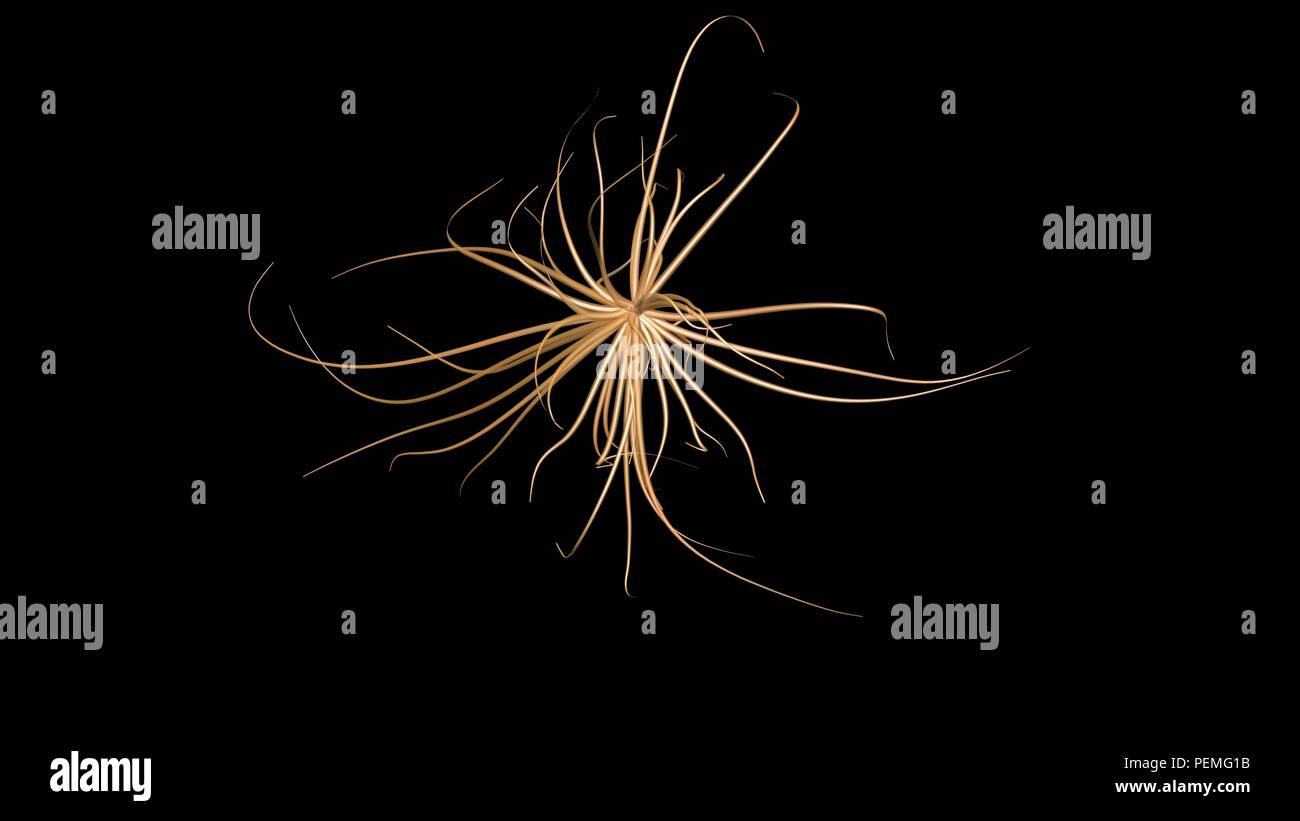 Starfish structures hi-res stock photography and images - Alamy