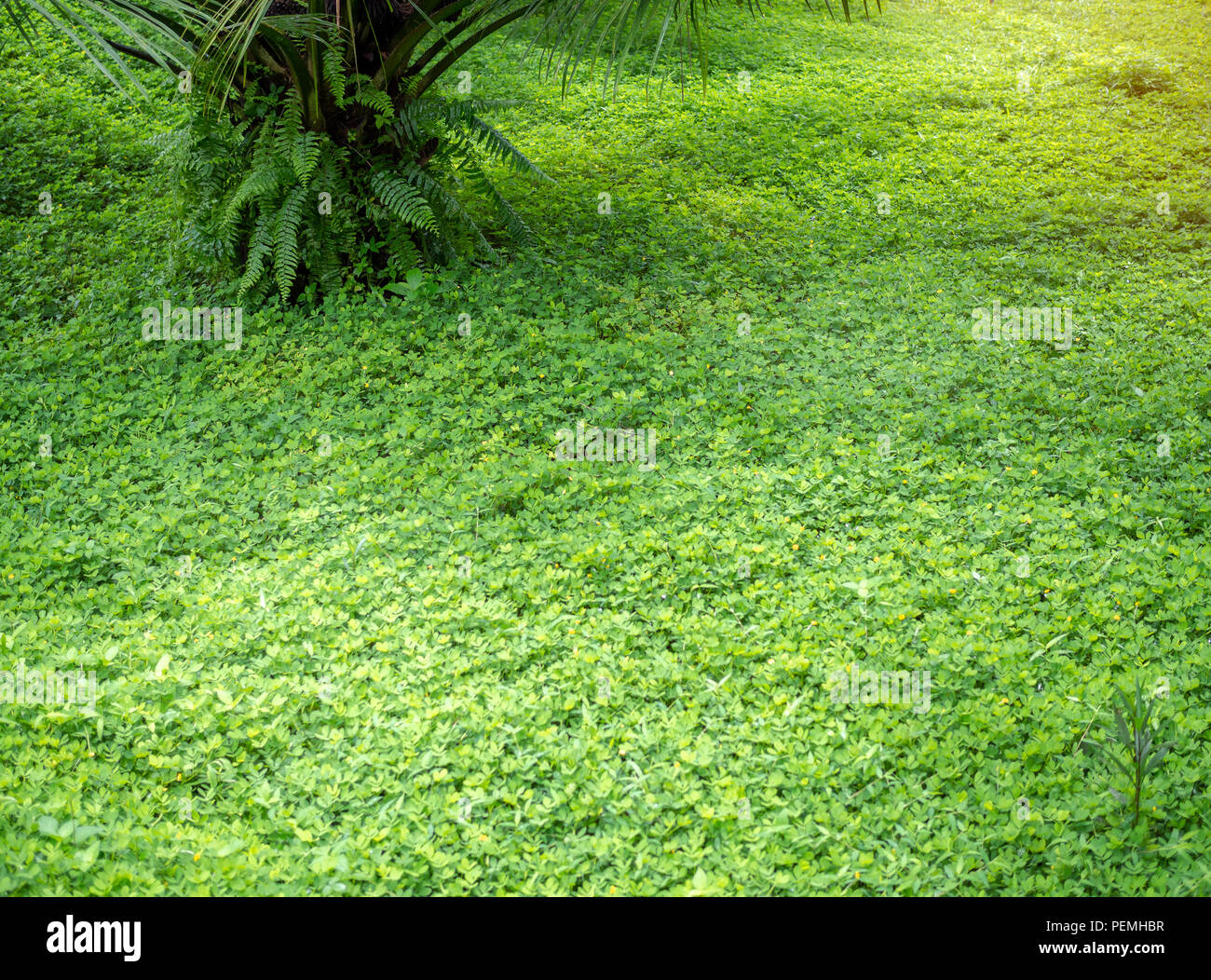 Green plants cover on the ground under the palm tree with fern with ...