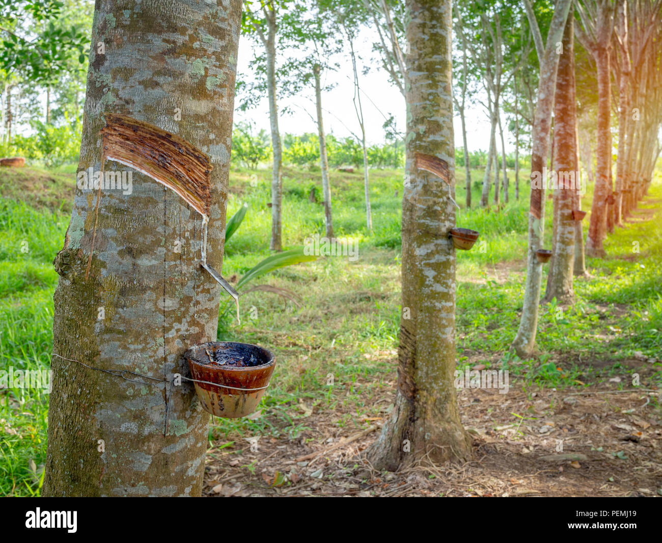 Row of Rubber trees and bowl milky latex. Source of natural rubber ...