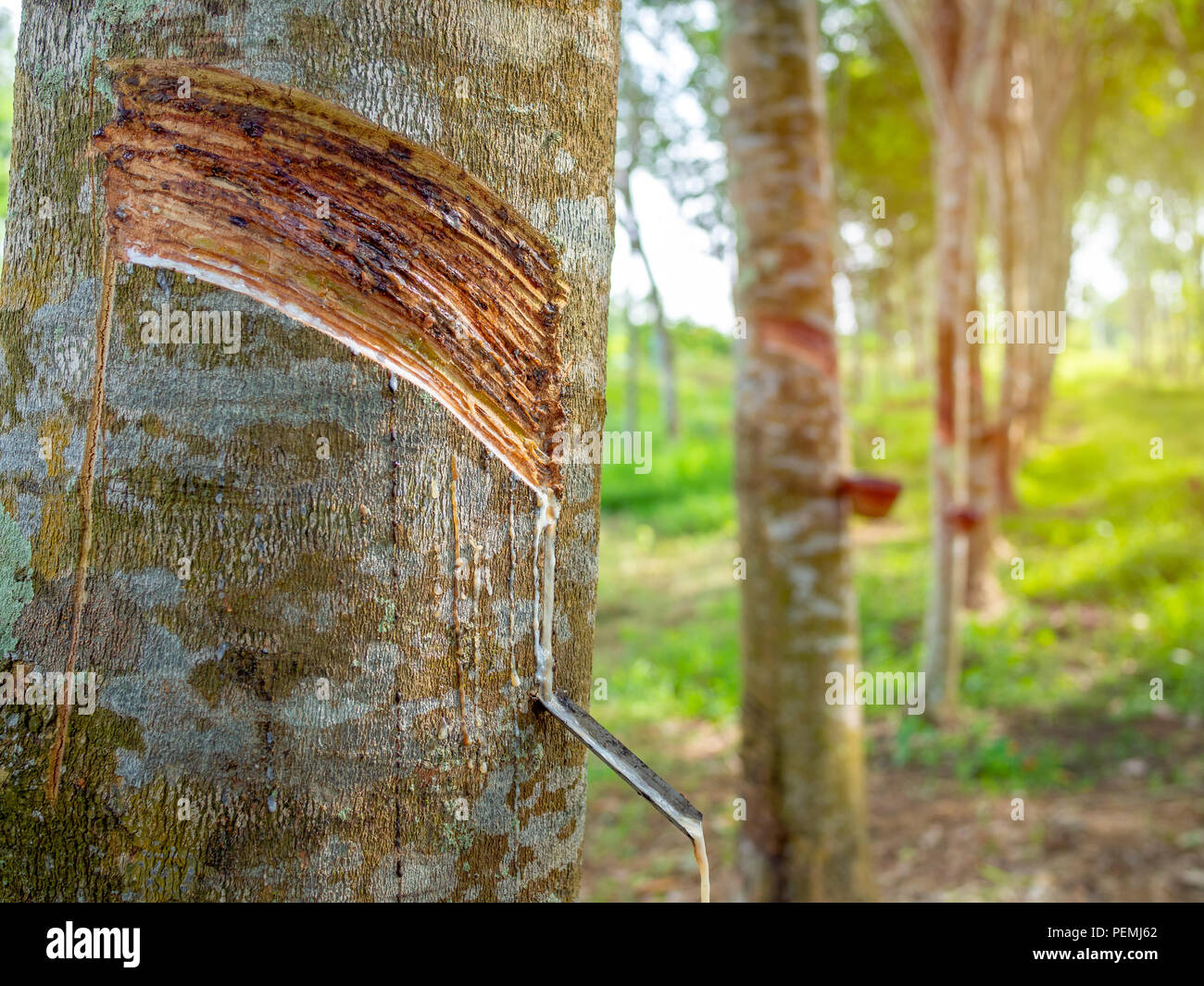 Close-up rubber trees and bowl milky latex. Source of natural rubber ...