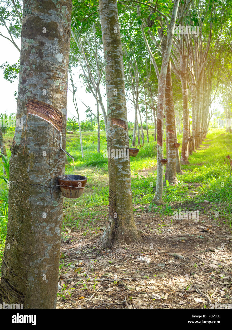 Rubber tree hi-res stock photography and images - Alamy