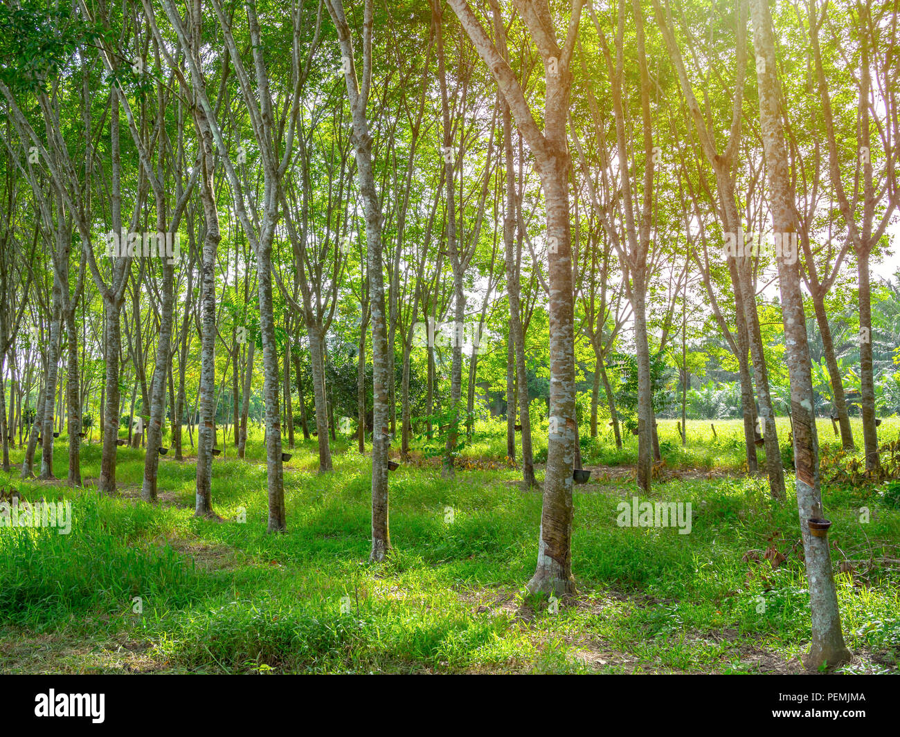 Row of Rubber trees and bowl milky latex. Source of natural rubber ...