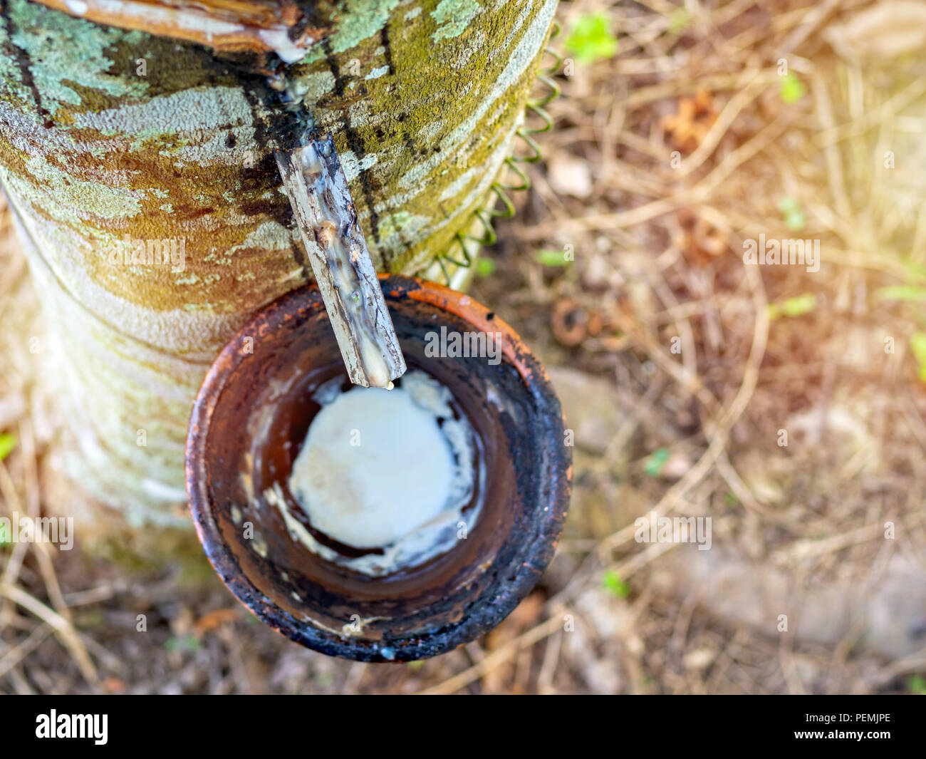 Close-up rubber tree and bowl milky latex. Source of natural rubber ...