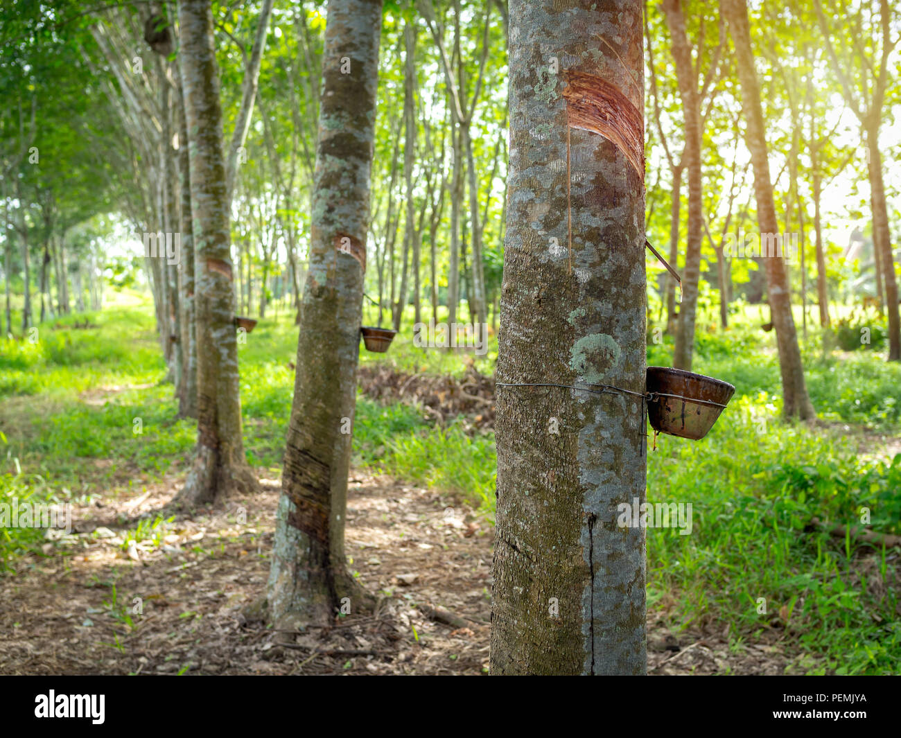 Row of Rubber trees and bowl milky latex. Source of natural rubber ...