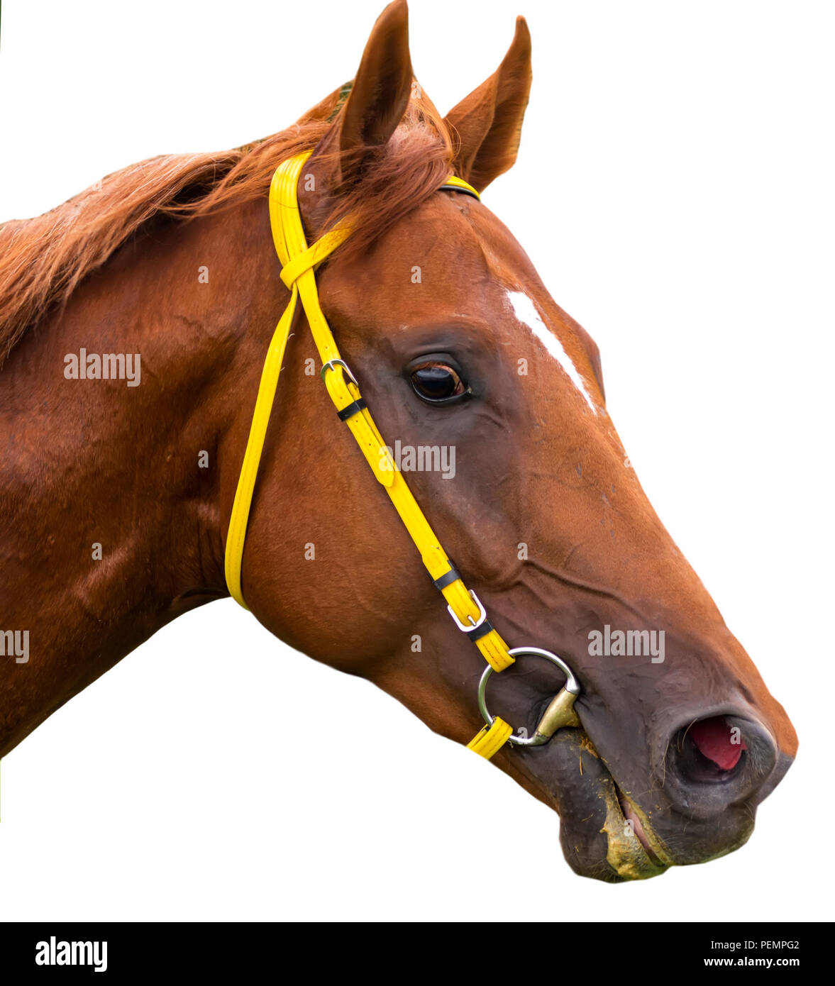 Thoroughbred Horse Head Stock Photos & Thoroughbred Horse Head Stock ...