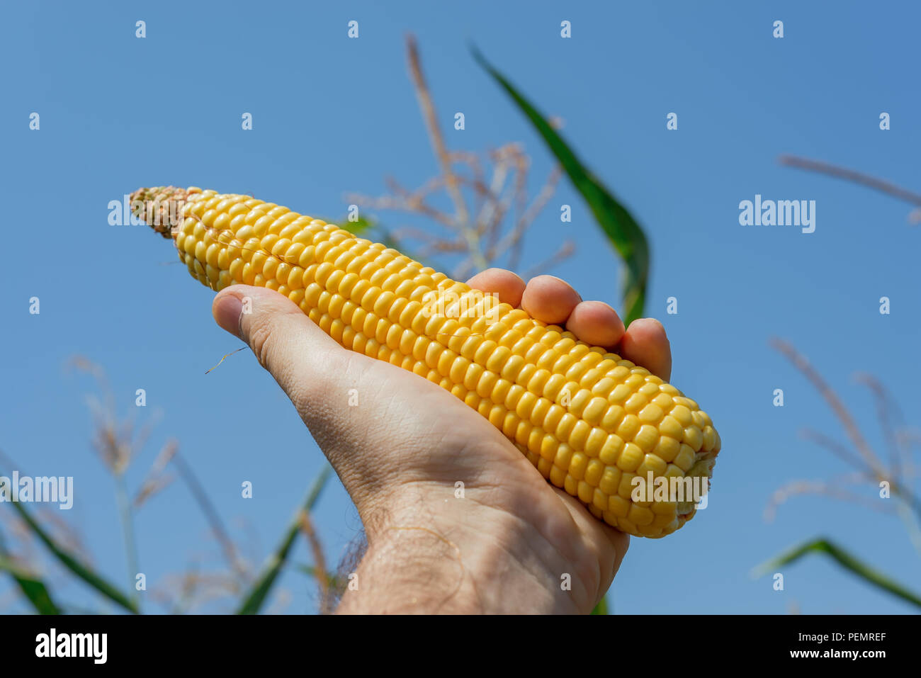 golden color corn in hand over field Stock Photo - Alamy