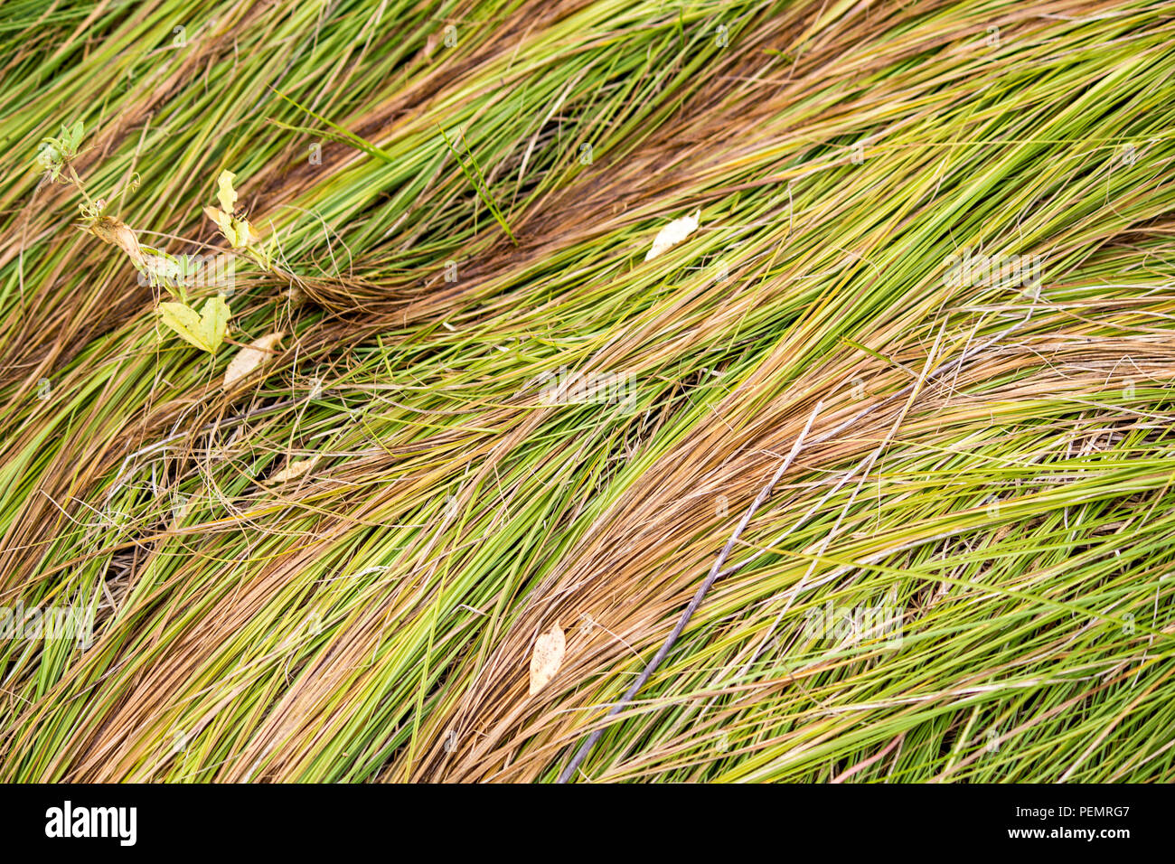 Yellowed Grass in field. Natural vegetal background Stock Photo - Alamy
