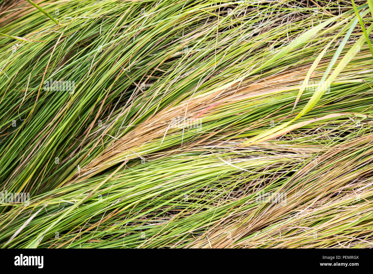 Yellowed Grass in field. Natural vegetal background Stock Photo - Alamy