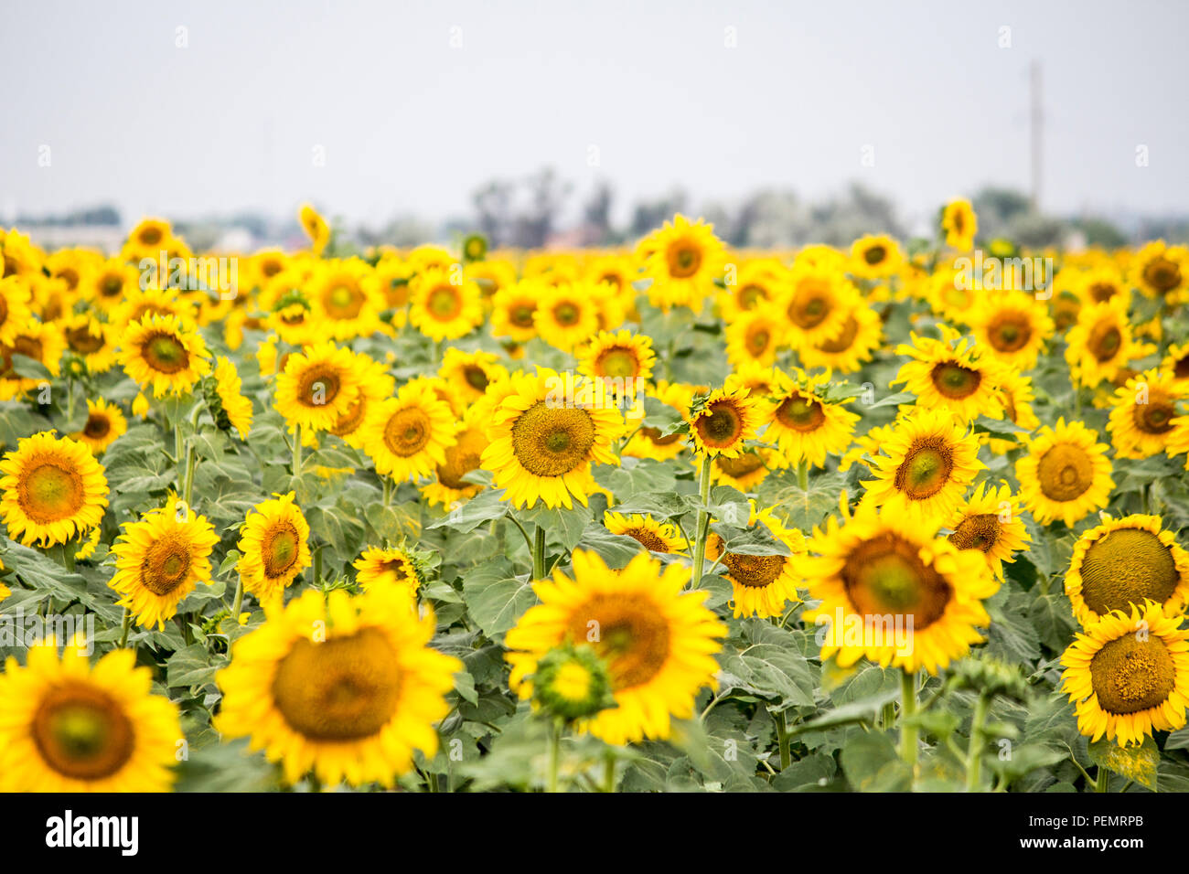 Field with sunflowers. Young sunflowers. agriculture and agronomy Stock ...