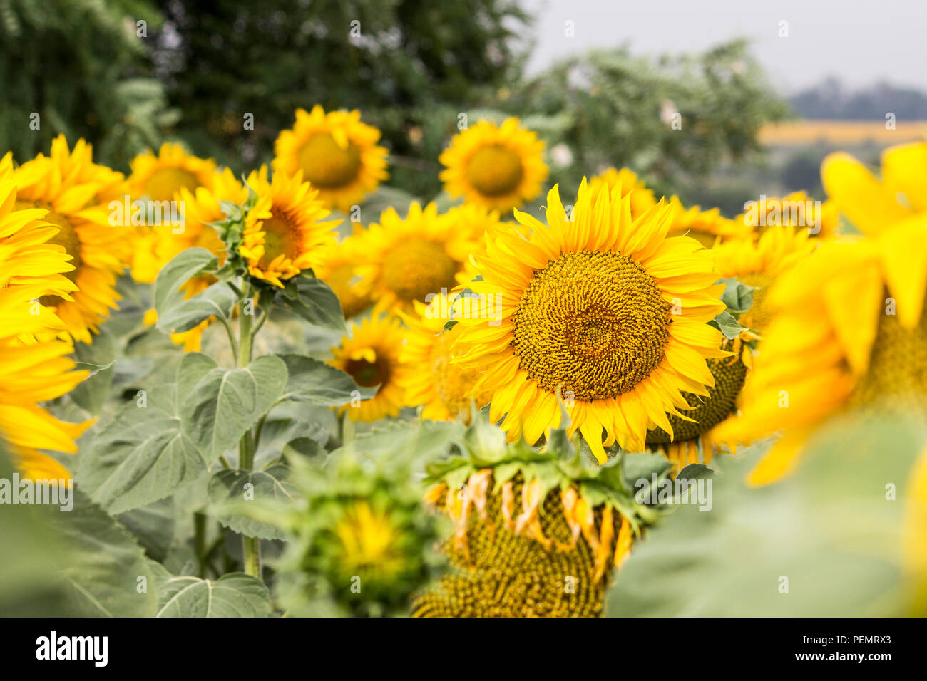 Field with sunflowers. Young sunflowers. agriculture and agronomy Stock Photo - Alamy