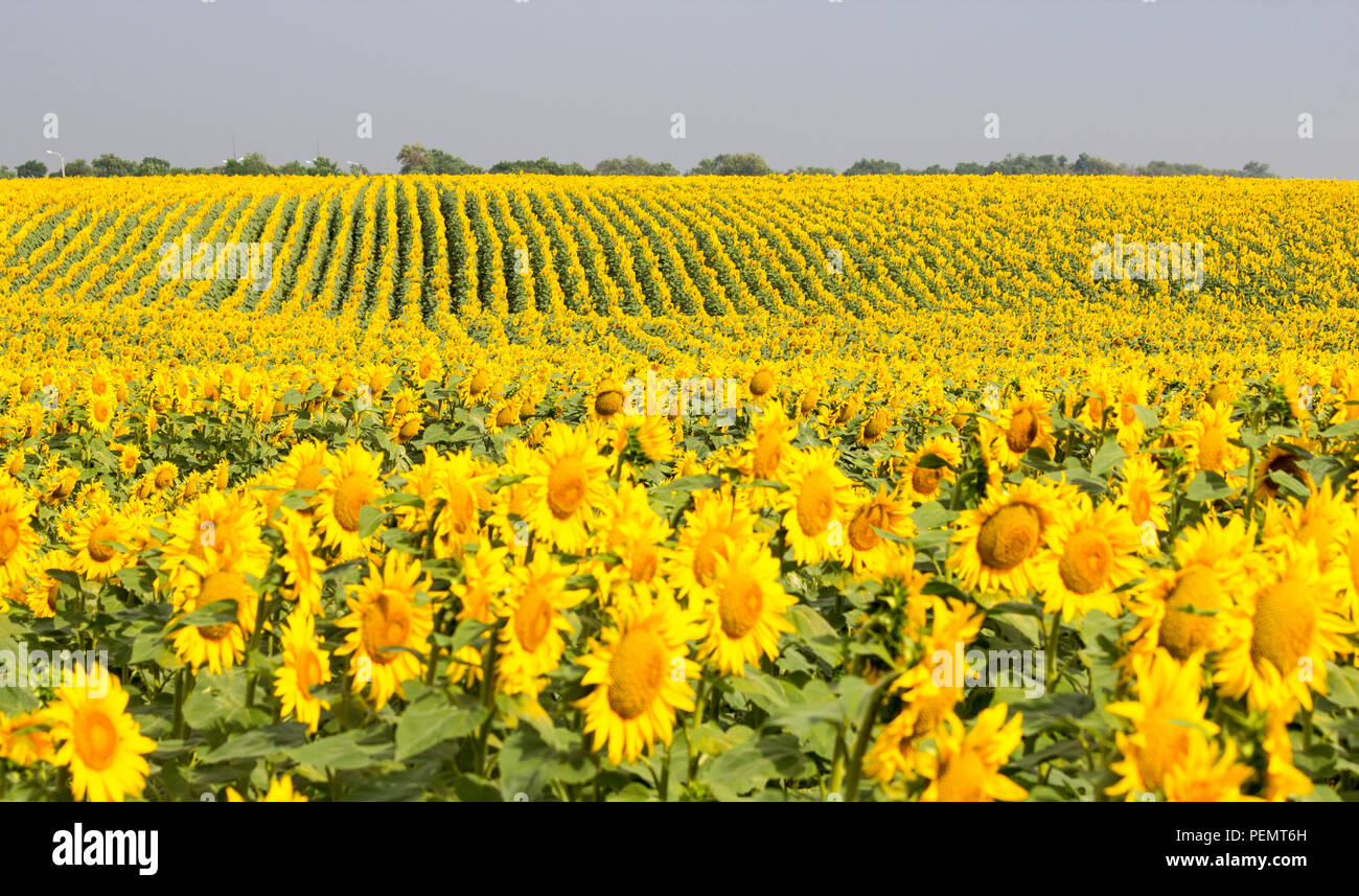 Field with sunflowers. Young sunflowers. agriculture and agronomy Stock ...