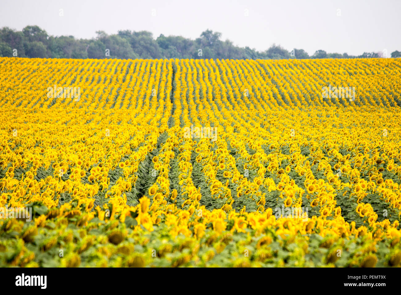 Field with sunflowers. Young sunflowers. agriculture and agronomy Stock ...