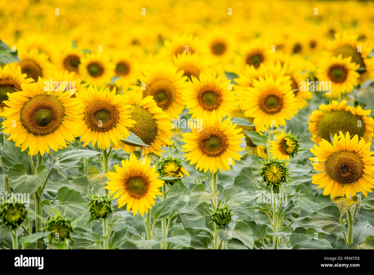 Field with sunflowers. Young sunflowers. agriculture and agronomy Stock Photo - Alamy