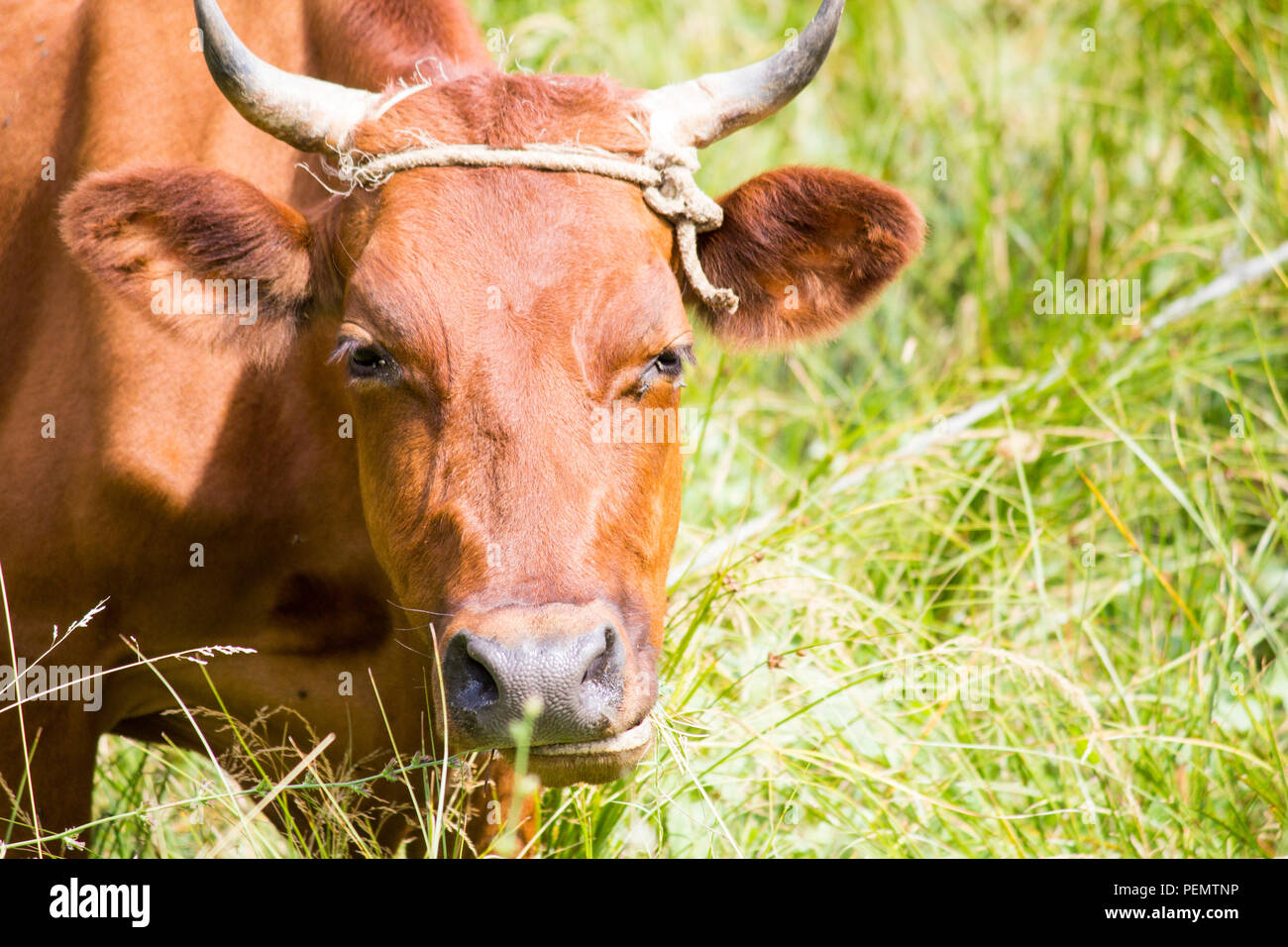 Cow on the field. farm animal. cattle breeding Stock Photo - Alamy