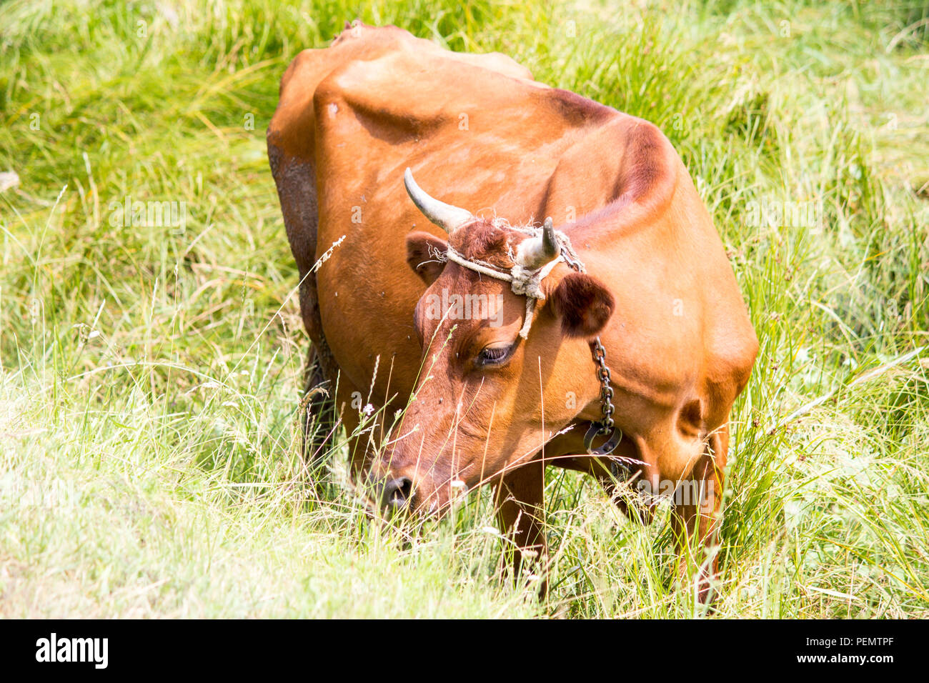 Australia cow breeding hi-res stock photography and images - Alamy