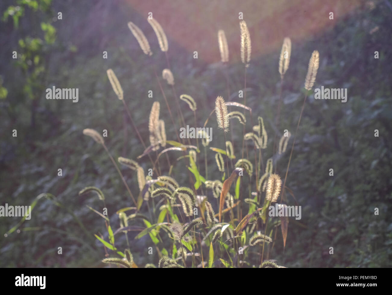 Wild reeds under sun lights at the botanic garden Stock Photo - Alamy