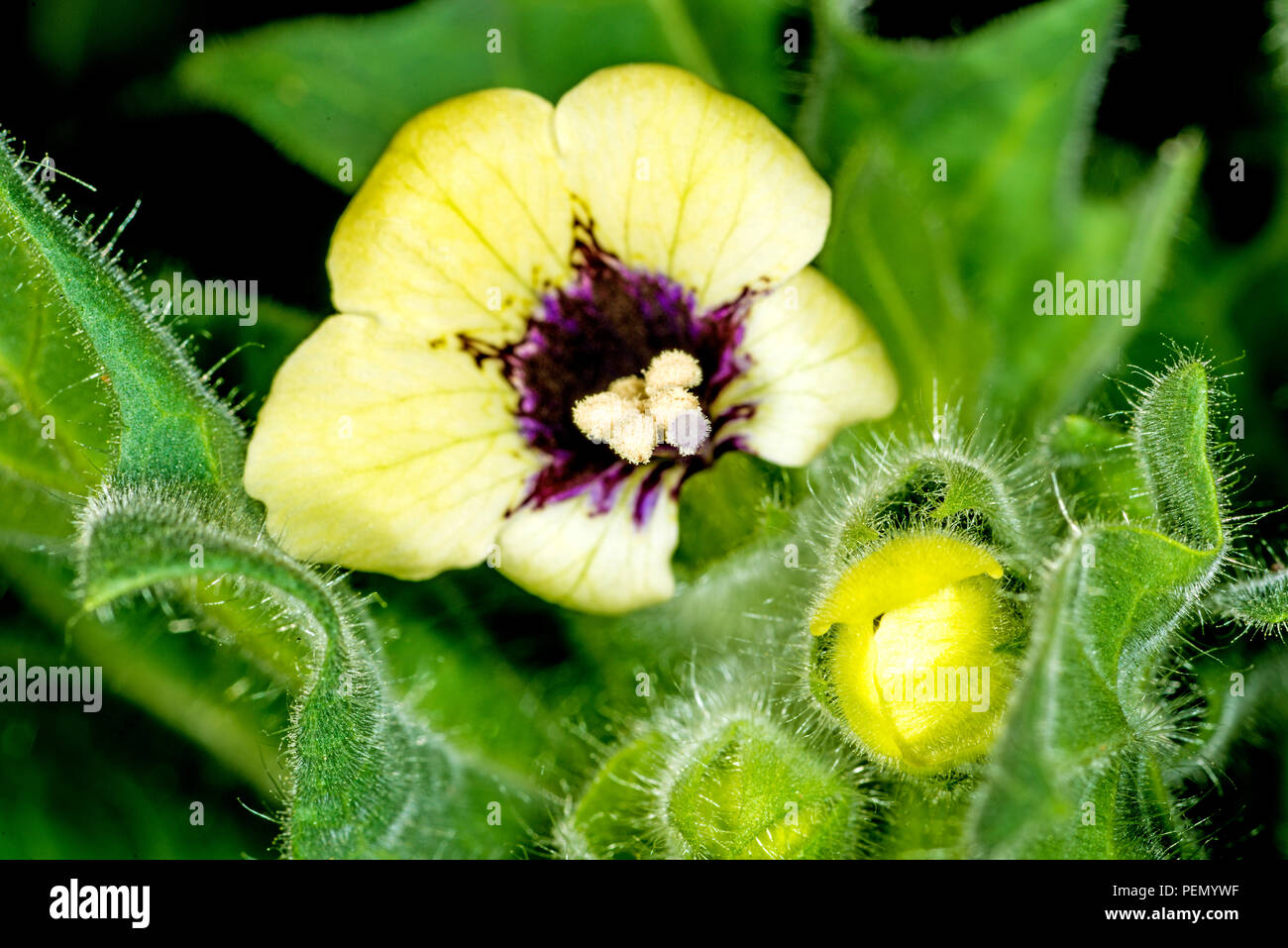 white henbane, medicinal plant and drug Stock Photo - Alamy
