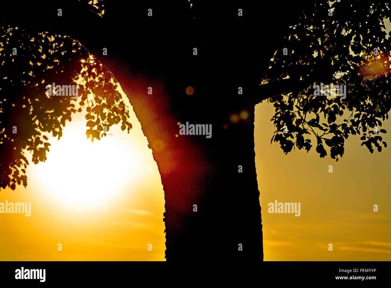 Sunset beside silhouette tree hi-res stock photography and images - Alamy