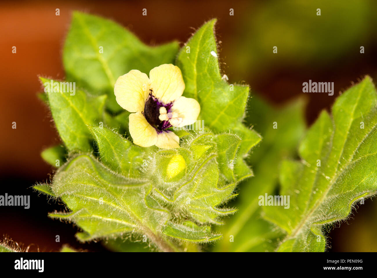 white henbane, medicinal plant and drug Stock Photo - Alamy