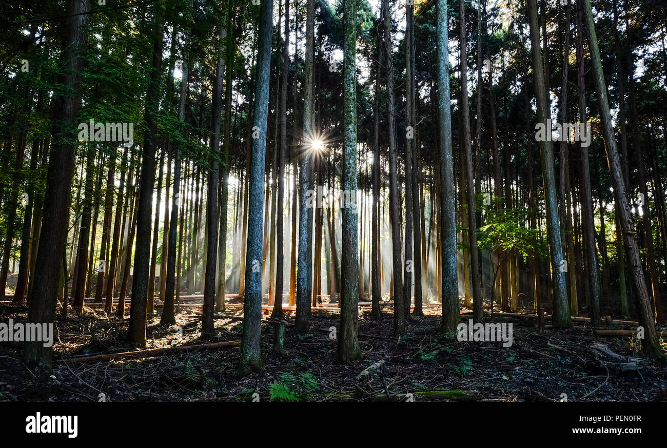 Deep forest with sun lights in the dawn. Nature background Stock Photo ...