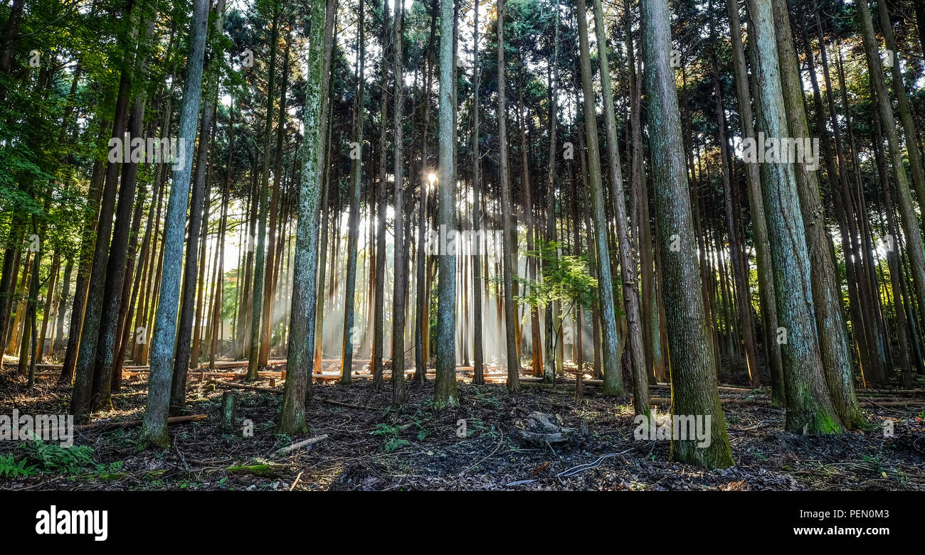 Deep forest with sun lights in the dawn. Nature background Stock Photo ...