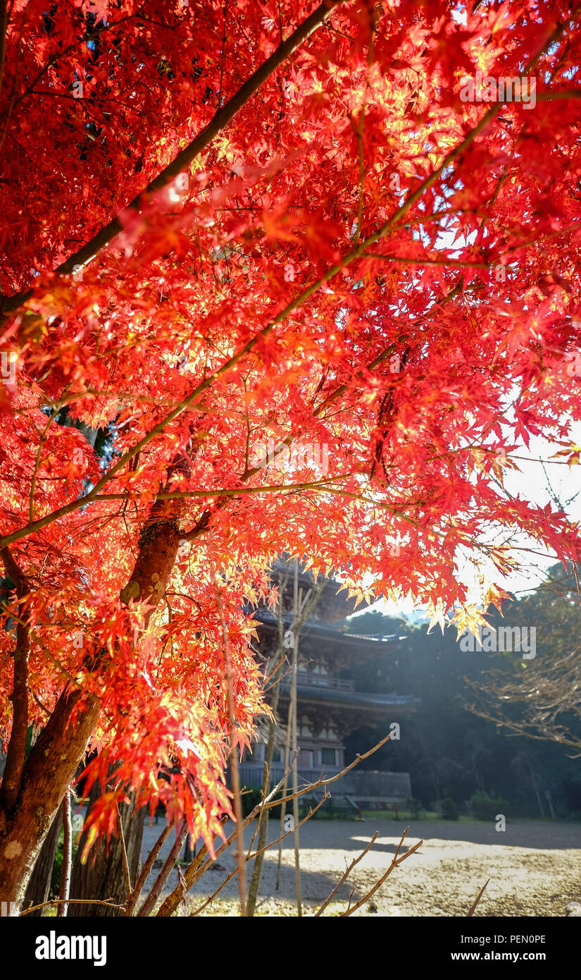 Autumn trees at ancient garden in Kyoto, Japan Stock Photo - Alamy