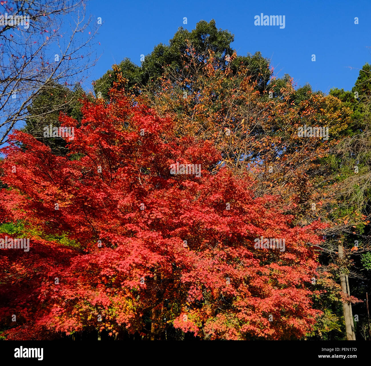 Autumn trees at ancient garden in Kyoto, Japan Stock Photo - Alamy