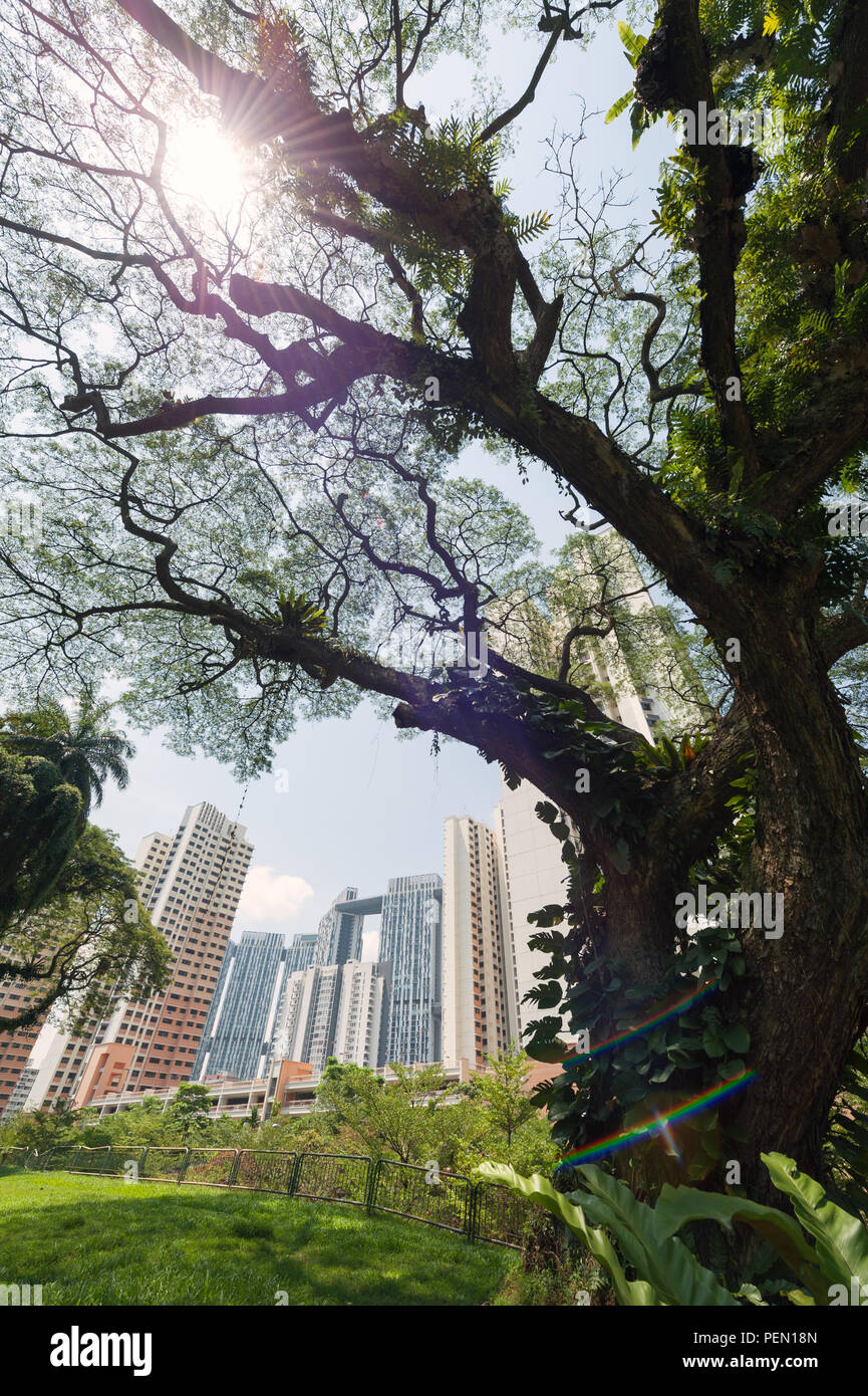 Singapore green city. Tall buildings behind a large tree Stock Photo ...