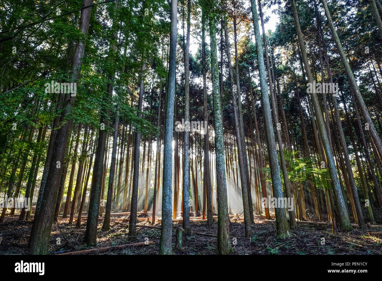 Deep forest with sun lights in the dawn. Nature background Stock Photo ...