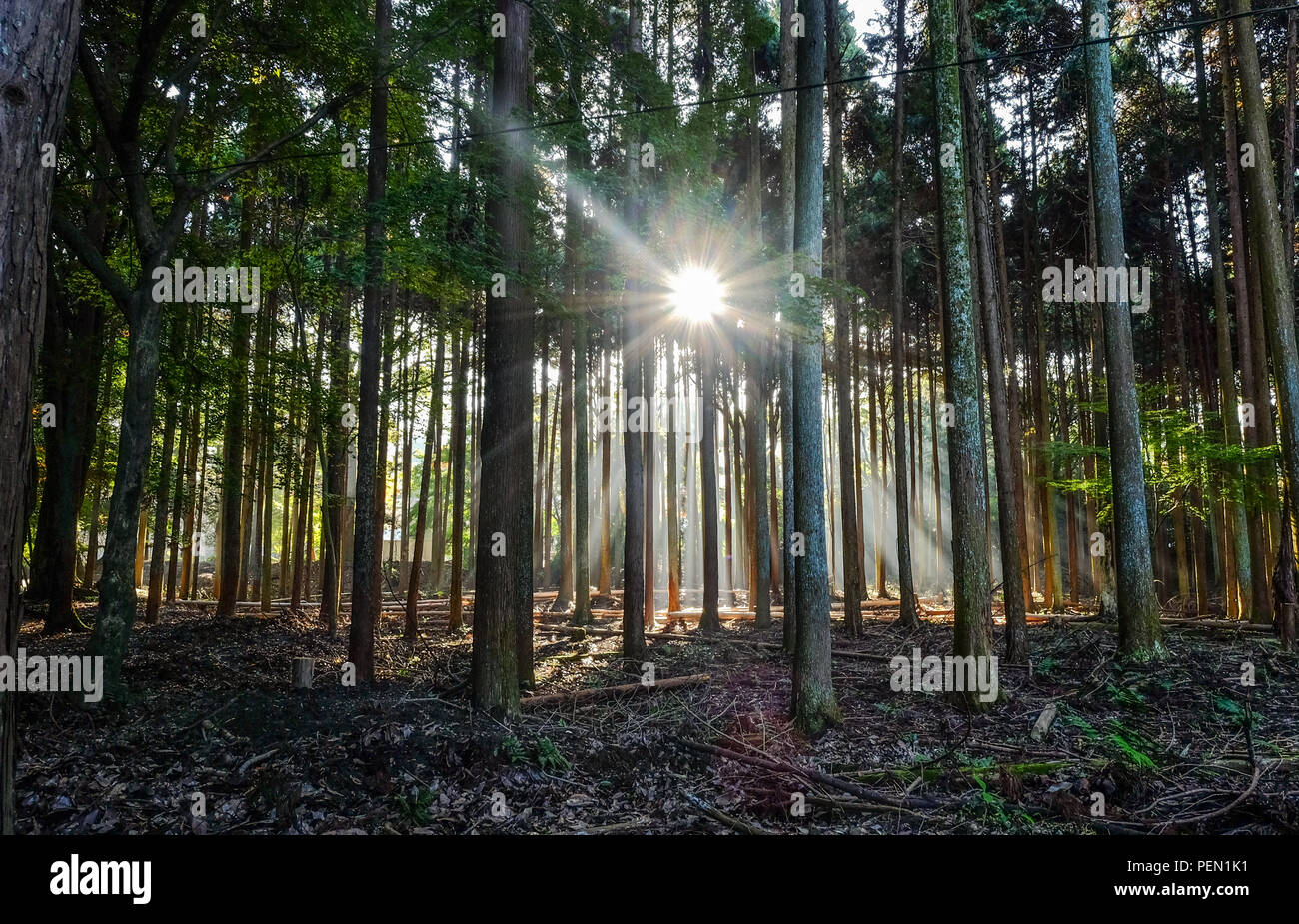 Deep forest with sun lights in the dawn. Nature background Stock Photo ...