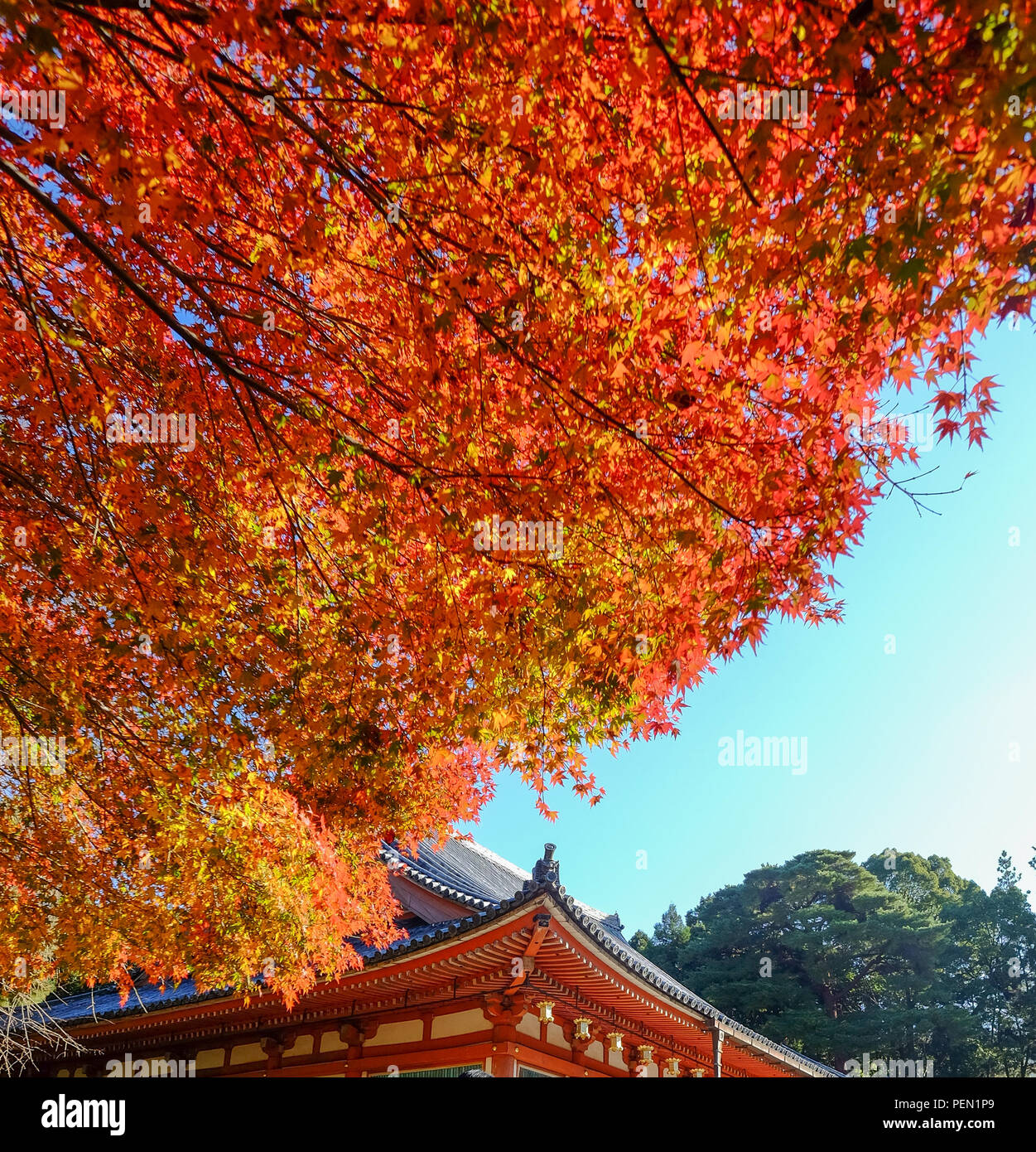 Ancient temple with autumn trees in Kyoto, Japan Stock Photo - Alamy