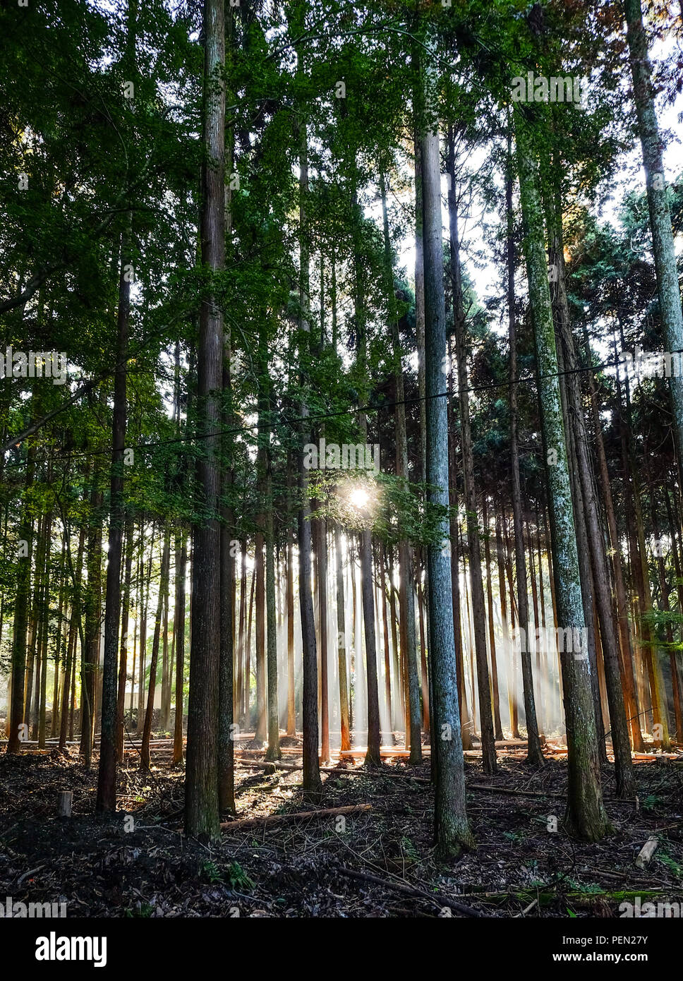 Deep forest with sun lights in the dawn. Nature background Stock Photo ...