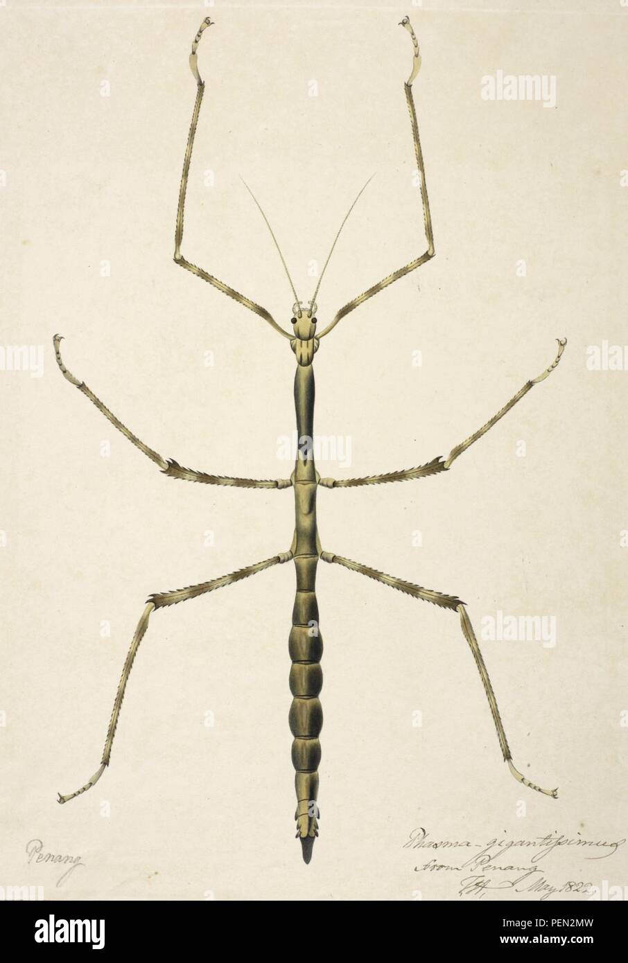 Untitled - caption 'Stick insect. Inscribed in ink by Lady Hastings ...