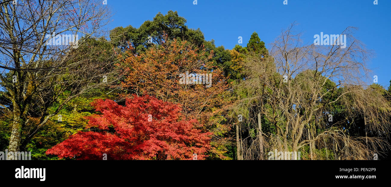 Autumn trees at ancient garden in Kyoto, Japan Stock Photo - Alamy