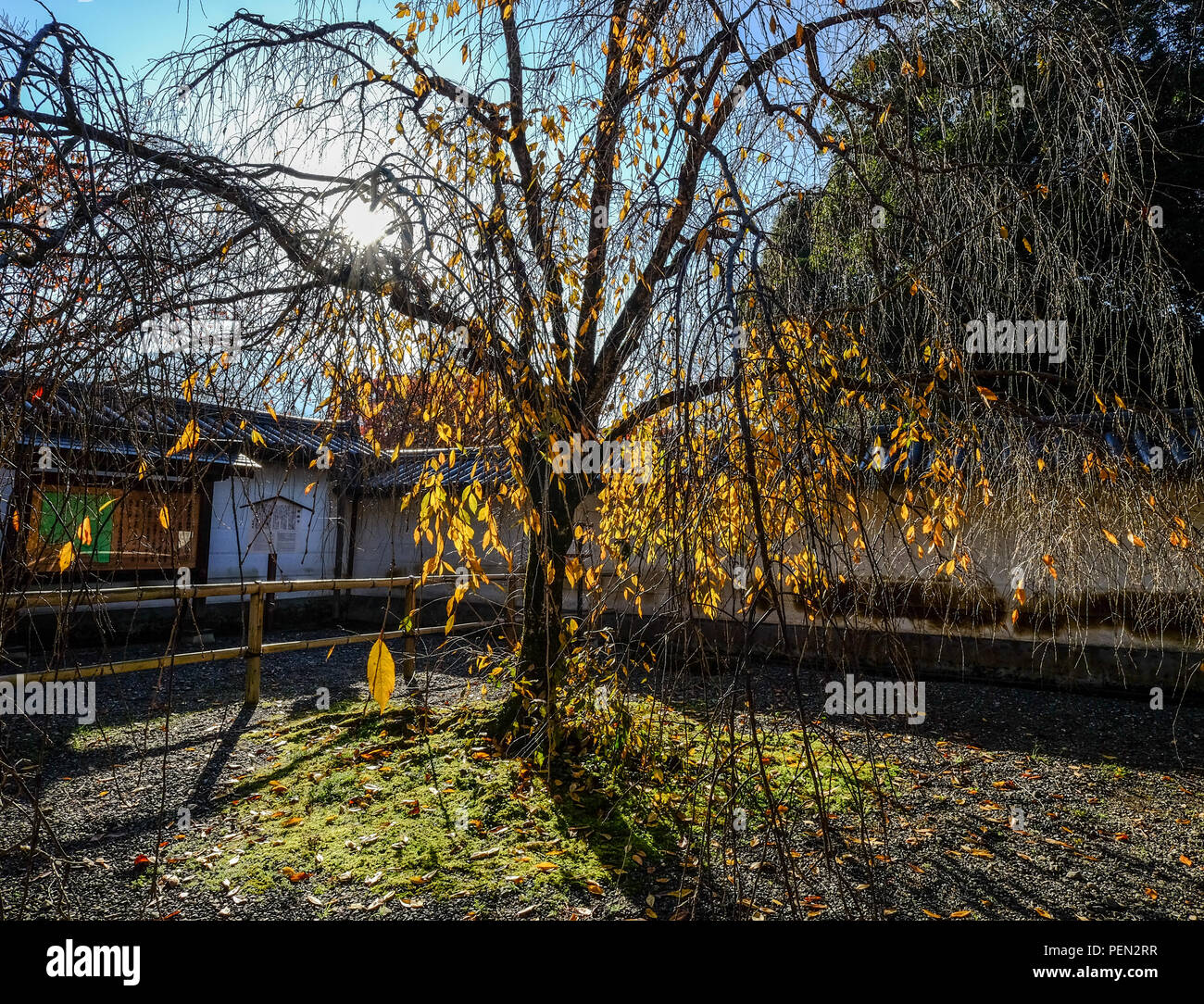 Autumn trees at ancient garden in Kyoto, Japan Stock Photo - Alamy