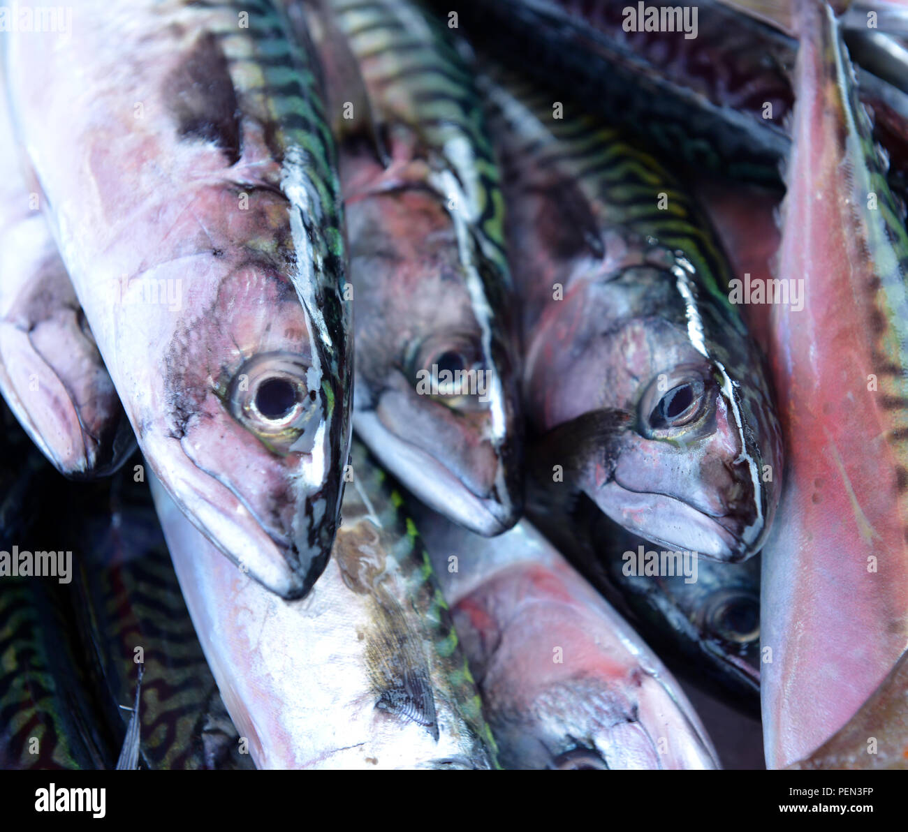 Scrombrus hi-res stock photography and images - Alamy