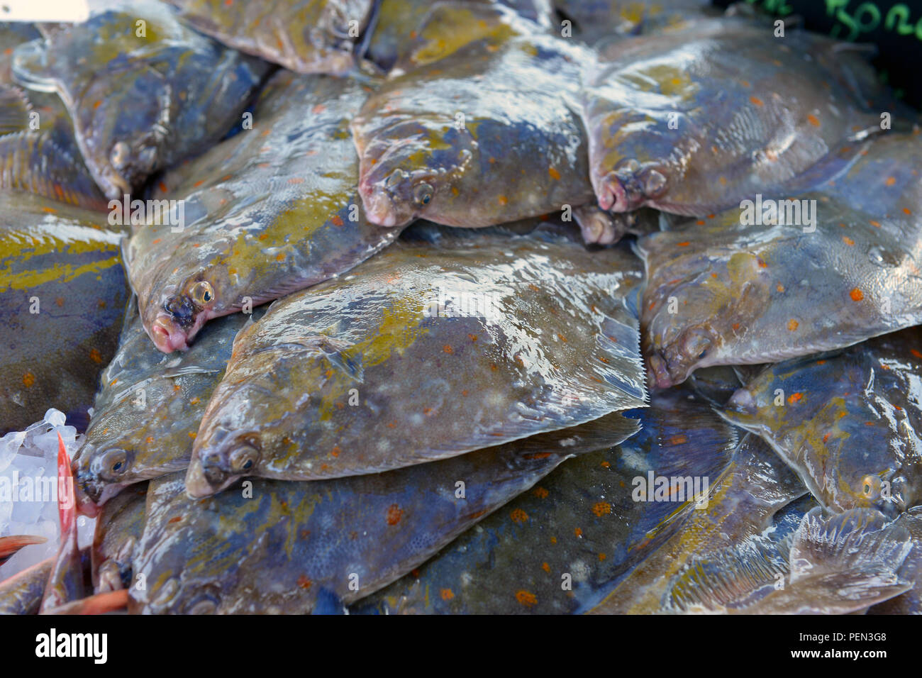 Flatfish on the stand of the fish market Stock Photo - Alamy