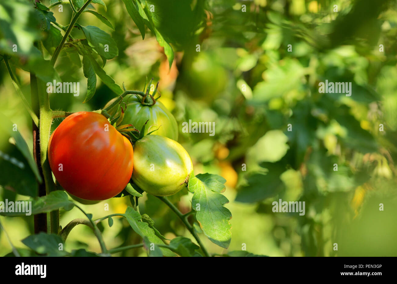 Vine tomatoes heritage hi-res stock photography and images - Alamy