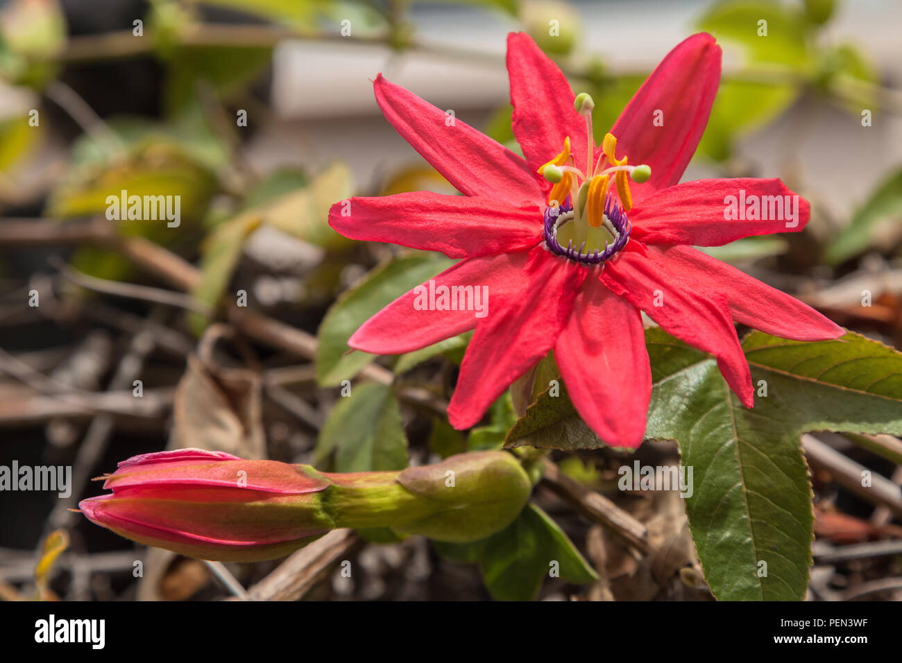 Passiflora manicata red hi-res stock photography and images - Alamy