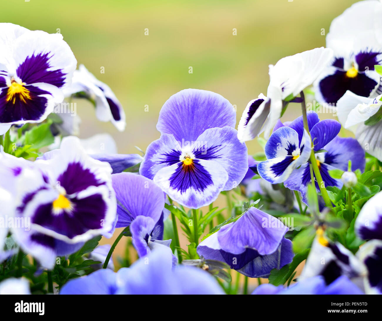beautiful pansy flowers in a plant pot. Closeup shot Stock Photo - Alamy