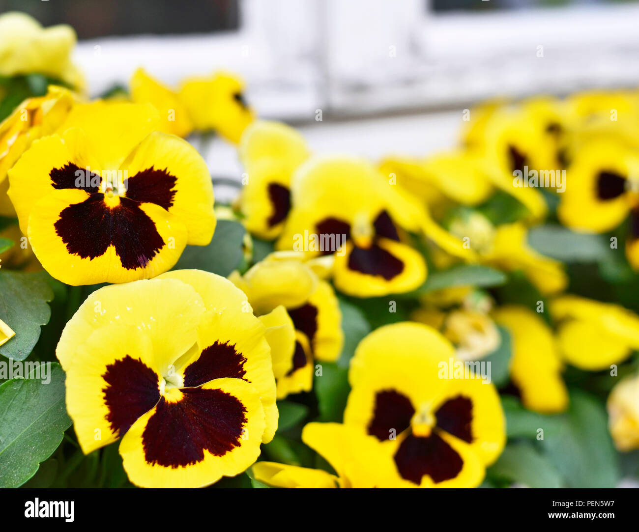 beautiful pansy flowers in a plant pot. Closeup shot Stock Photo - Alamy
