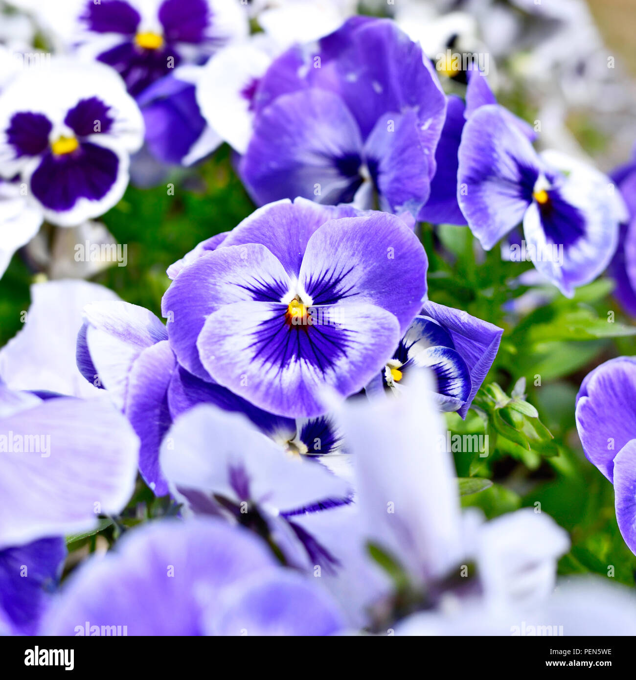 beautiful pansy flowers in a plant pot. Closeup shot Stock Photo - Alamy